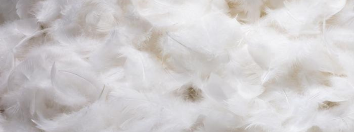 Piuma riciclata: la scelta Ecologica